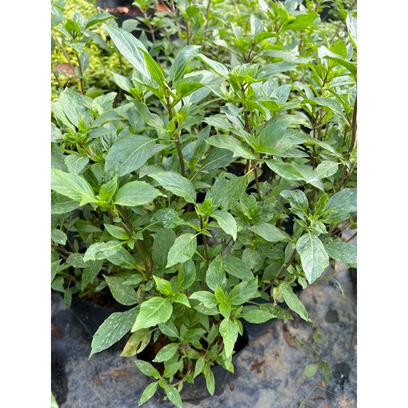 Selasih : Thai Basil : Ocimum Basilicum Var | Shopee Malaysia