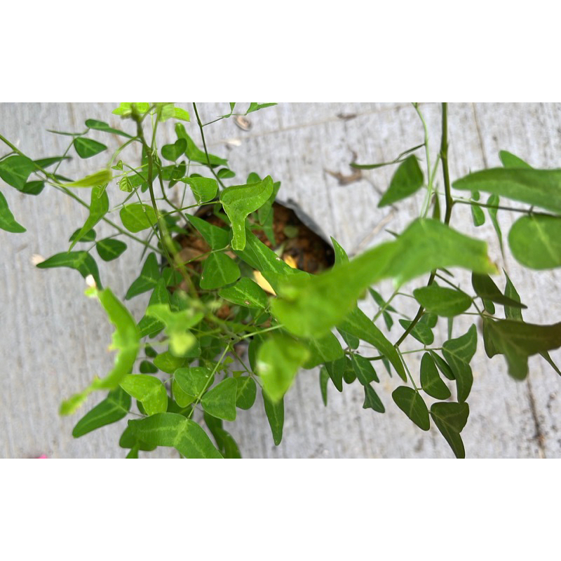 Daun Rama-Rama Hijau Pokok Herba : Rerama Hijau | Shopee Malaysia