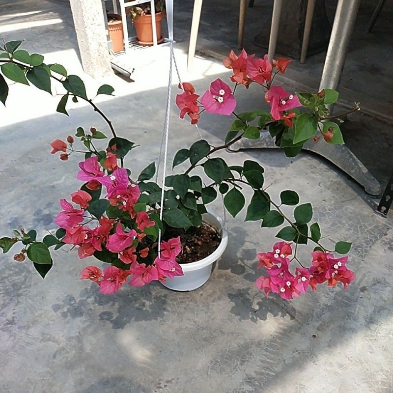 Bunga kertas gantung pasu/Bougainvillea gantung | Shopee Malaysia