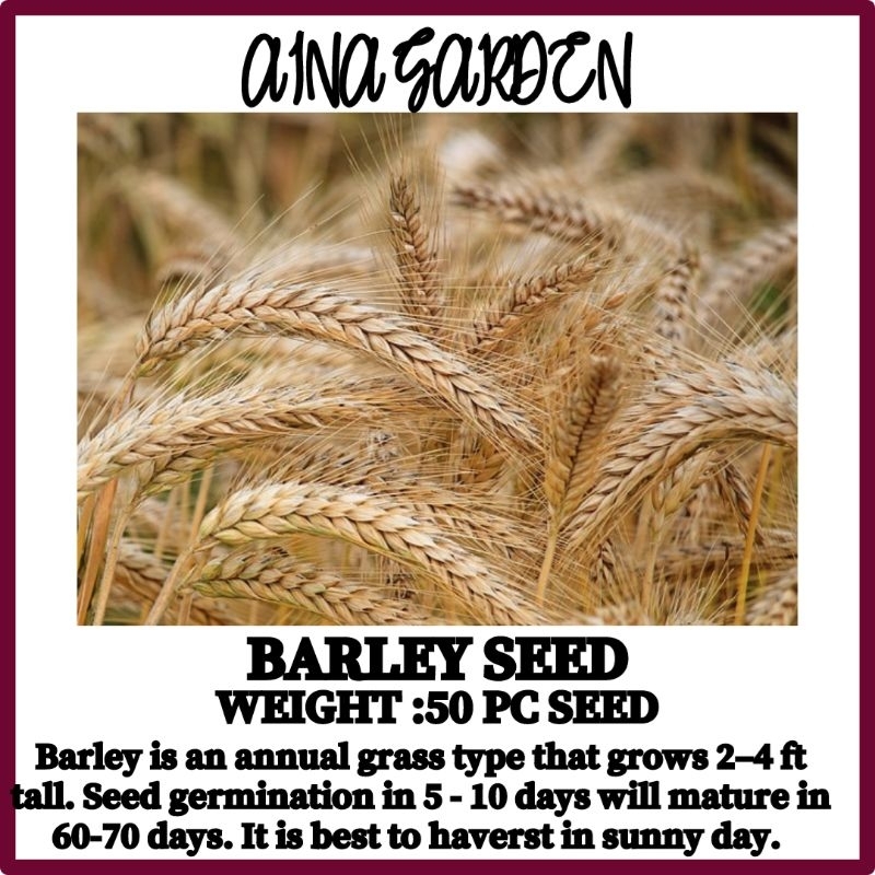 HSK [50pc] BARLEY GRAIN GRASS SEED | BIJI BENIH BARLI | BIJI BENIH ...