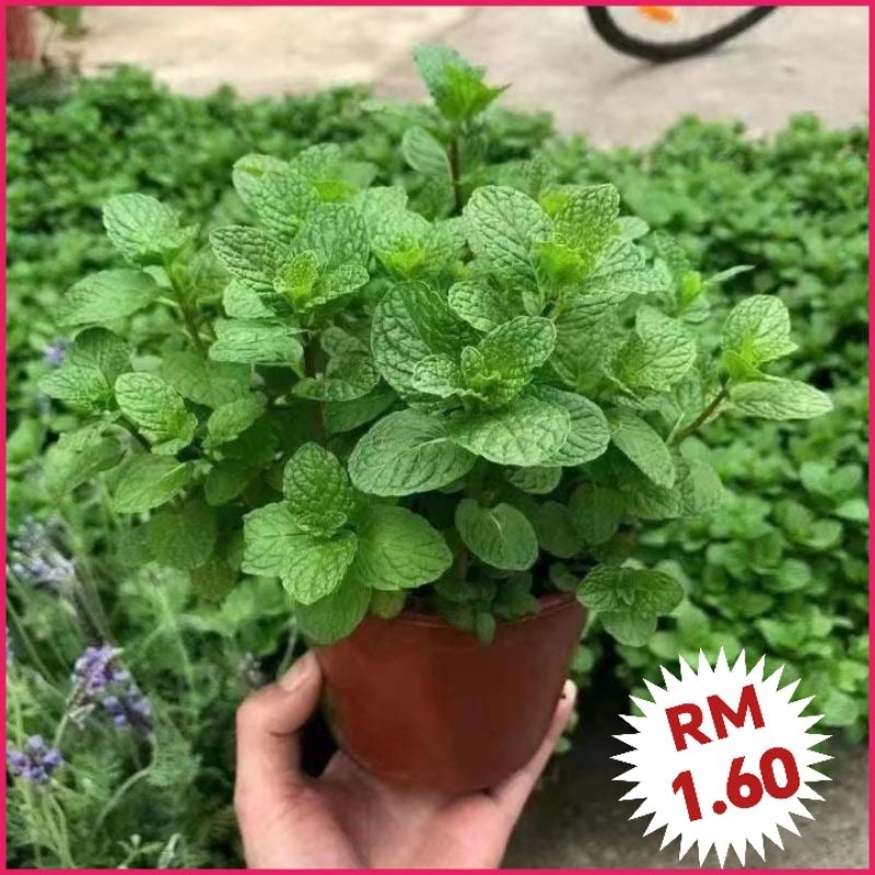 L66 Benih Pudina（100ps +/-）Mint Seeds 薄荷 种子 Vagetable Seeds Biji Benih ...