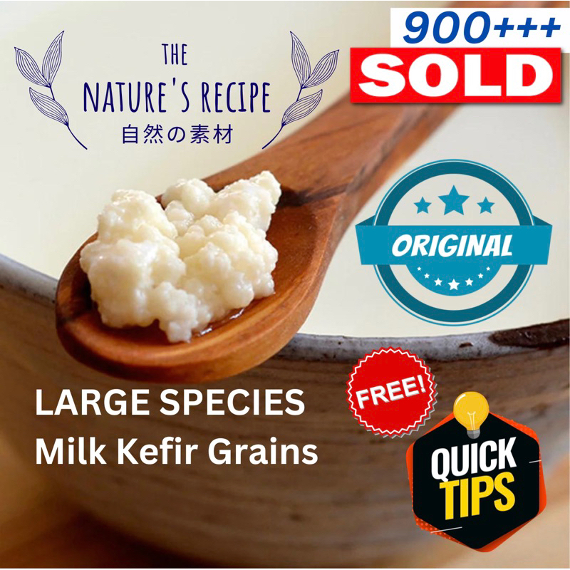 CHEAPEST! READY STOCK LARGE SPECIES Milk Kefir Grain yogurt Probiotic ...