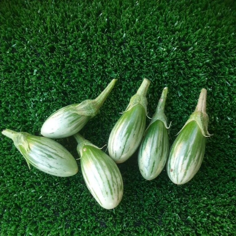 anak pokok terung ulam | Shopee Malaysia