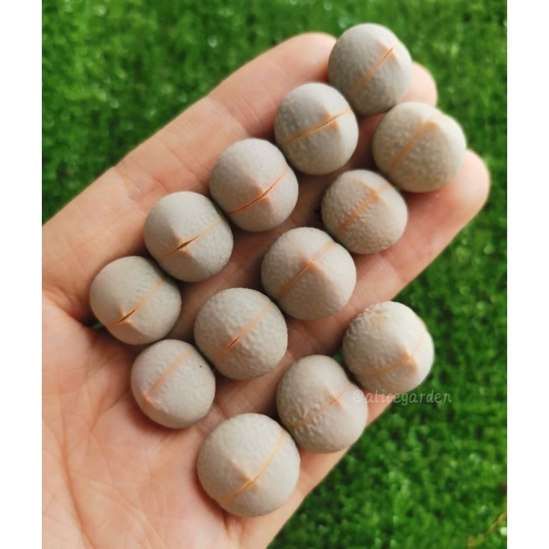 Golf lithops conophytum 高尔夫生石花 | Shopee Malaysia