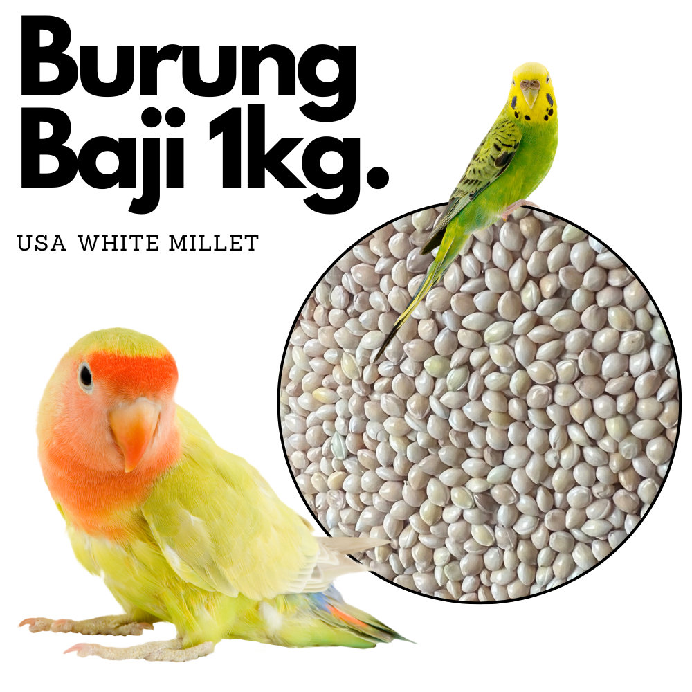 1KG Makanan Burung Baji Bird Food USA White Millet Seed Sekoi Sambau ...