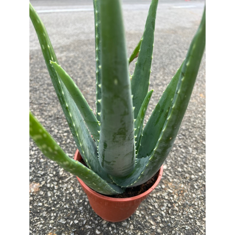 Aloe Vera Giant : Big Size Aloe Vera | Shopee Malaysia