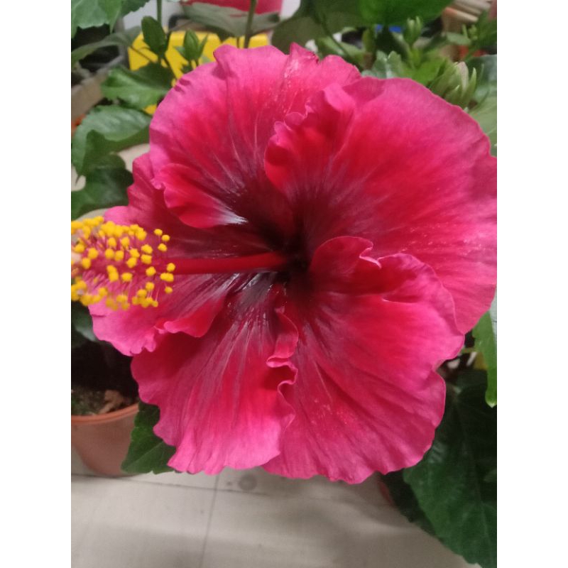 🔥🔥Bunga Raya Hybrid No.03🔥🔥 | Shopee Malaysia