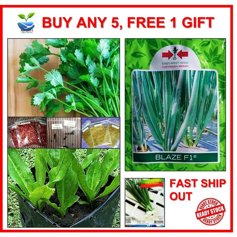 Benih Pokok Daun Sup Celery / Ketumbar Coriander/ Ketumbar Jawa ...