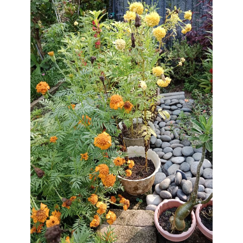 Anak Pokok Bunga Marigold Oren @ Kuning | Shopee Malaysia