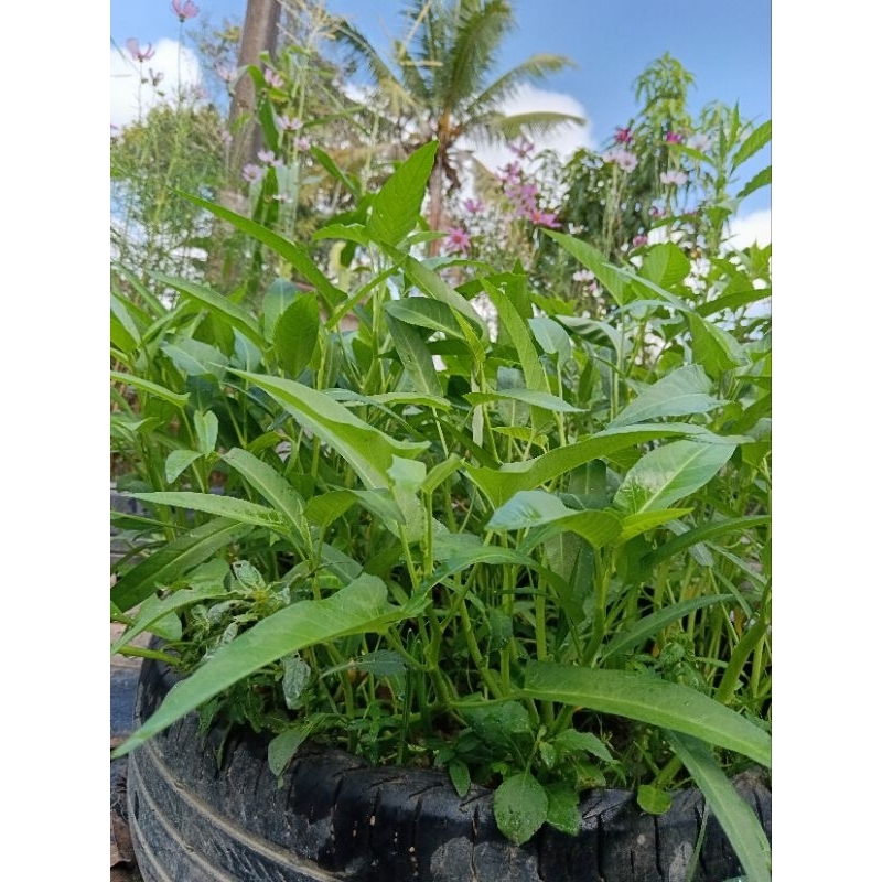 Benih kangkung / water spinach ( jenis daun tirus panjang) | Shopee ...