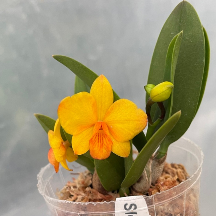Slc. / Cattlianthe Faikon Ball | Hybrid | Cattleya | Miniature Orchid | Shopee Malaysia