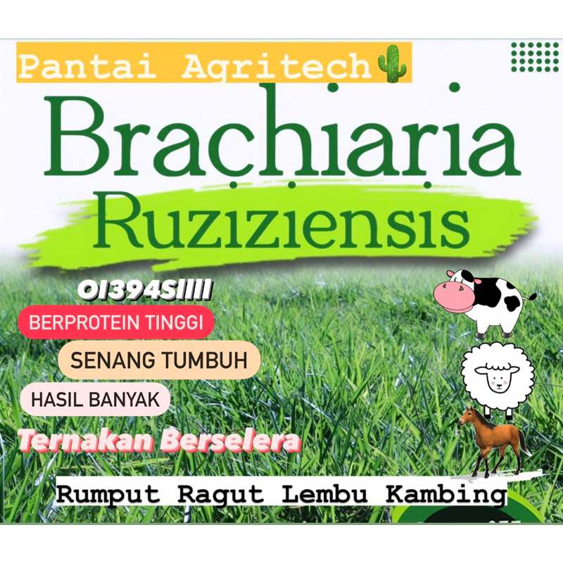 38,000 Biji (500gram) Benih Rumput Ruzi Ternakan Lembu Kambing Sumber ...