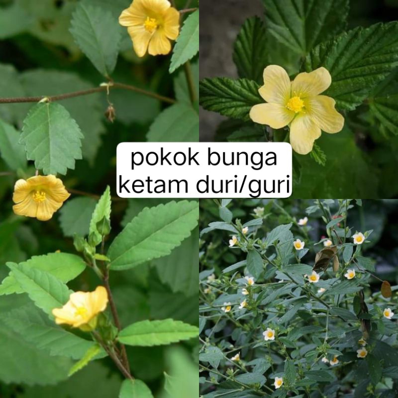 Pokok bunga ketam guri / Sida acuta +freegif🎁 | Shopee Malaysia