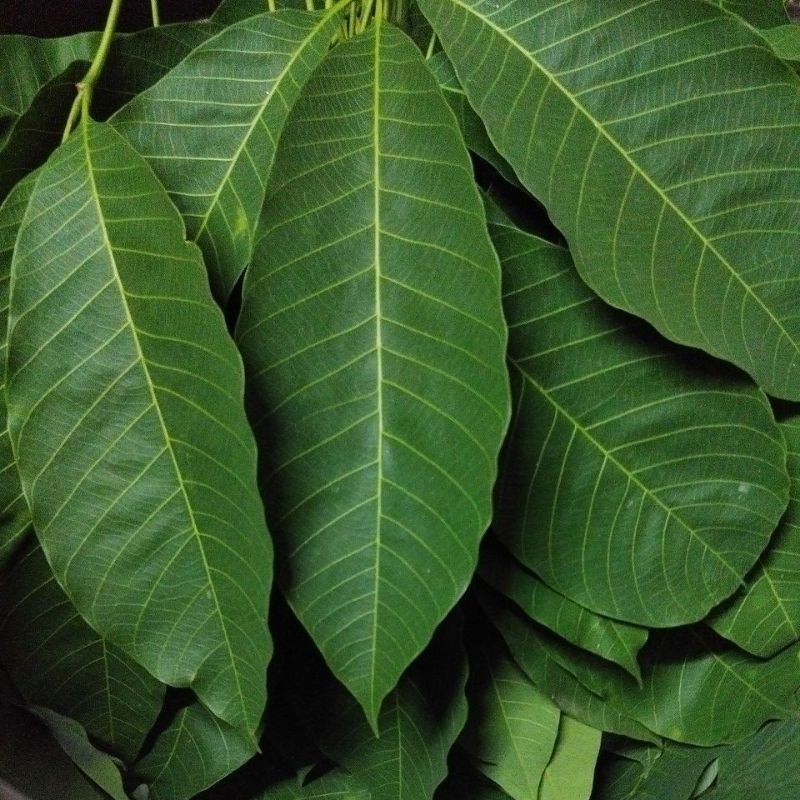 daun tapai pulut daun getah (1 kg beras pulut)100 helai | Shopee Malaysia