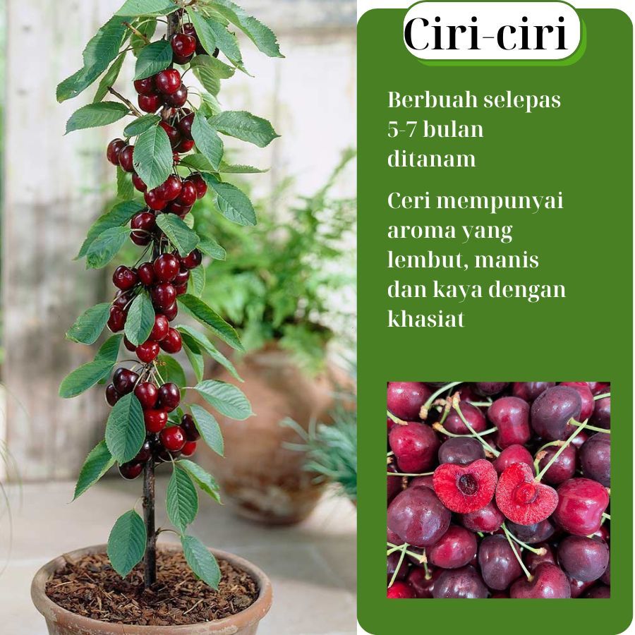 Anak Pokok Cherry Merah yang sangat jarang ditemui kini boleh didapati ...