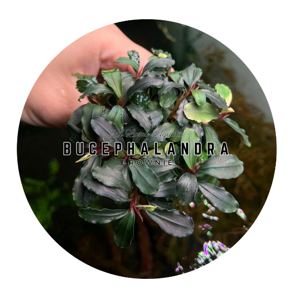 [Aquatic Plant] Bucephalandra Emersed Brownie Series / Mini Brownie ...