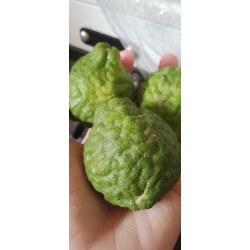 buah limau purut besar dan segar dari cameron murah dijual | Shopee ...