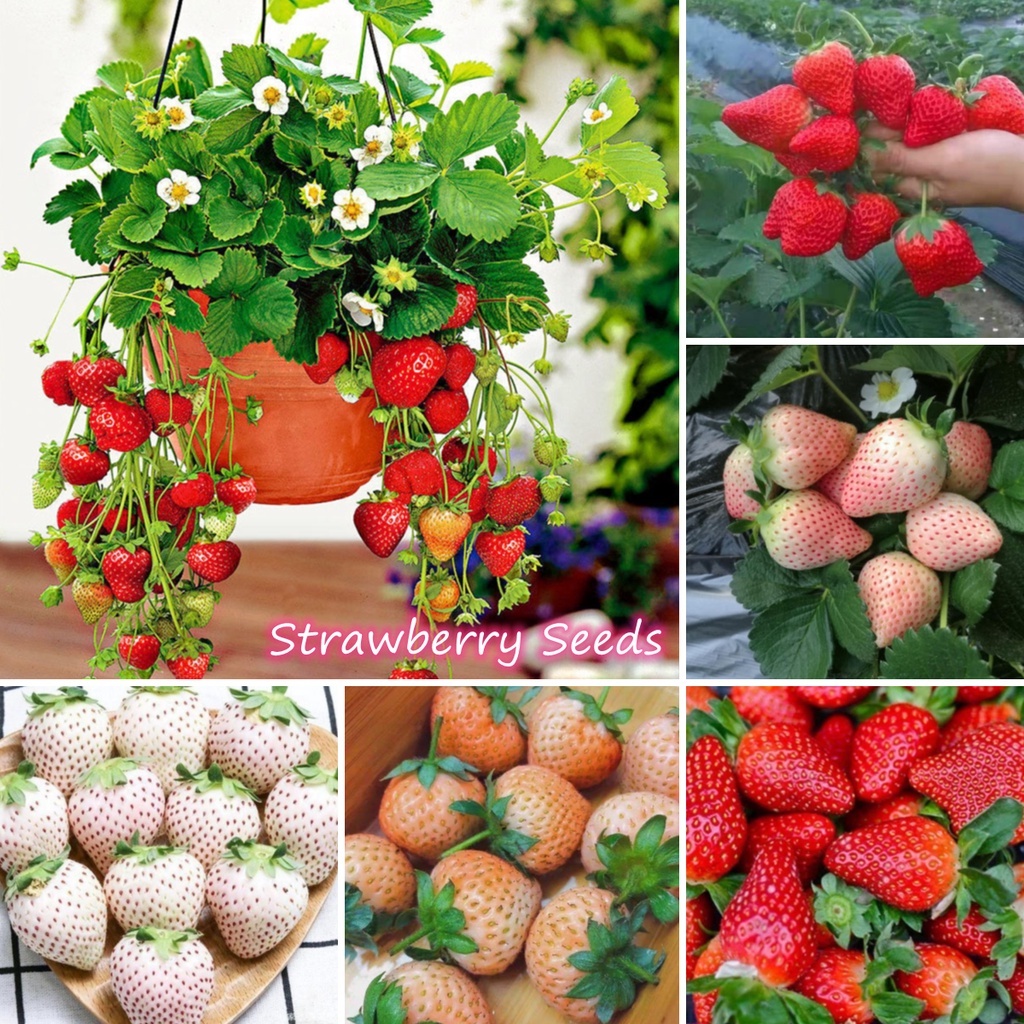 50pcs Strawberry Color Seeds Fruit Red Sweet Strawberry Organic ...
