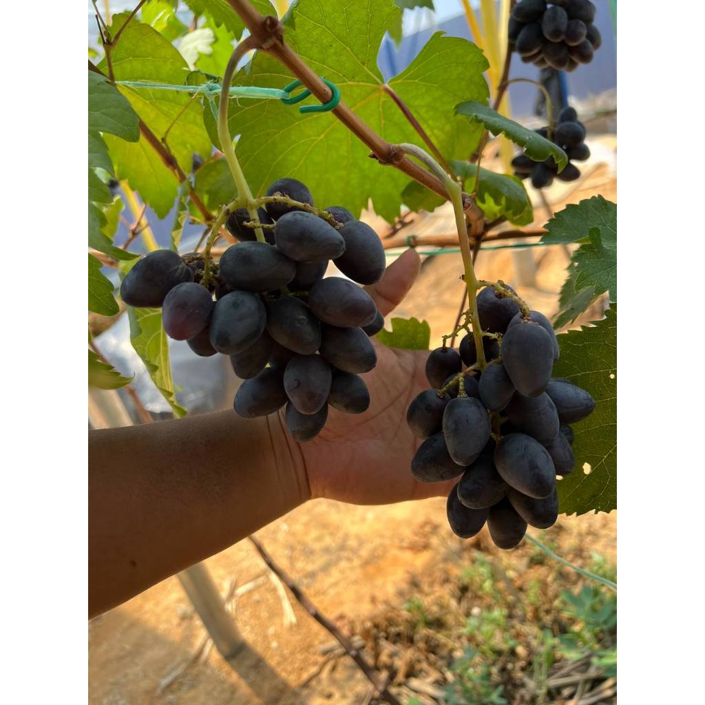 Keratan ANGGUR GOSV MUDAH BERBUAH | Shopee Malaysia