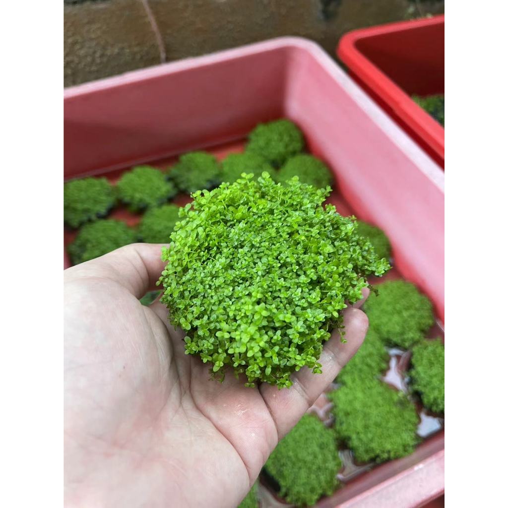 READY STOCK | Hemianthus callitrichoides 'Cuba' | HC | Aquatic plant ...