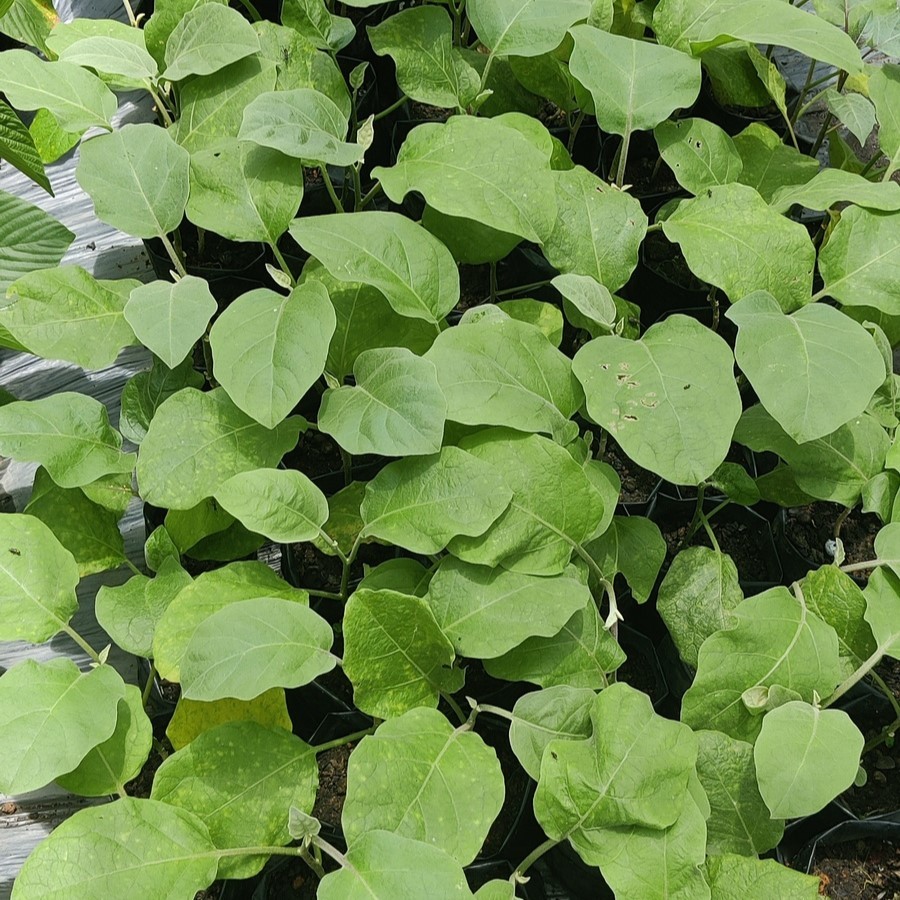 ANAK POKOK TERUNG HIJAU BULAT/TERUNG GELATIK/TERUNG ULAM/SOLOMUN ...