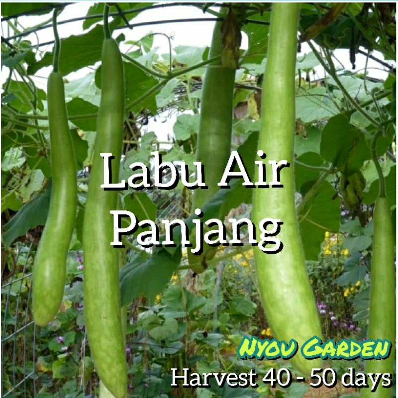 Biji benih Labu Air Panjang 5 biji | Shopee Malaysia Biji benih Labu Air Panjang 5 biji | Shopee Malaysia
