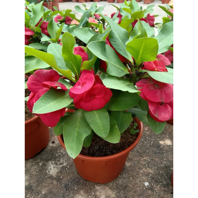 Pokok Bunga Mahkota Berduri/Astro Merah Besar | Shopee Malaysia