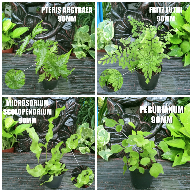 LUSHECO - Mini Fern Pot 90mm Terrarium Fern Plant 蕨类植物 | Shopee Malaysia