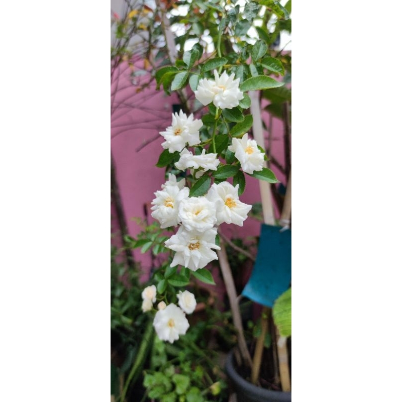 Bunga Ros Kampung Keratan, White Prosperity Cuttings | Shopee Malaysia