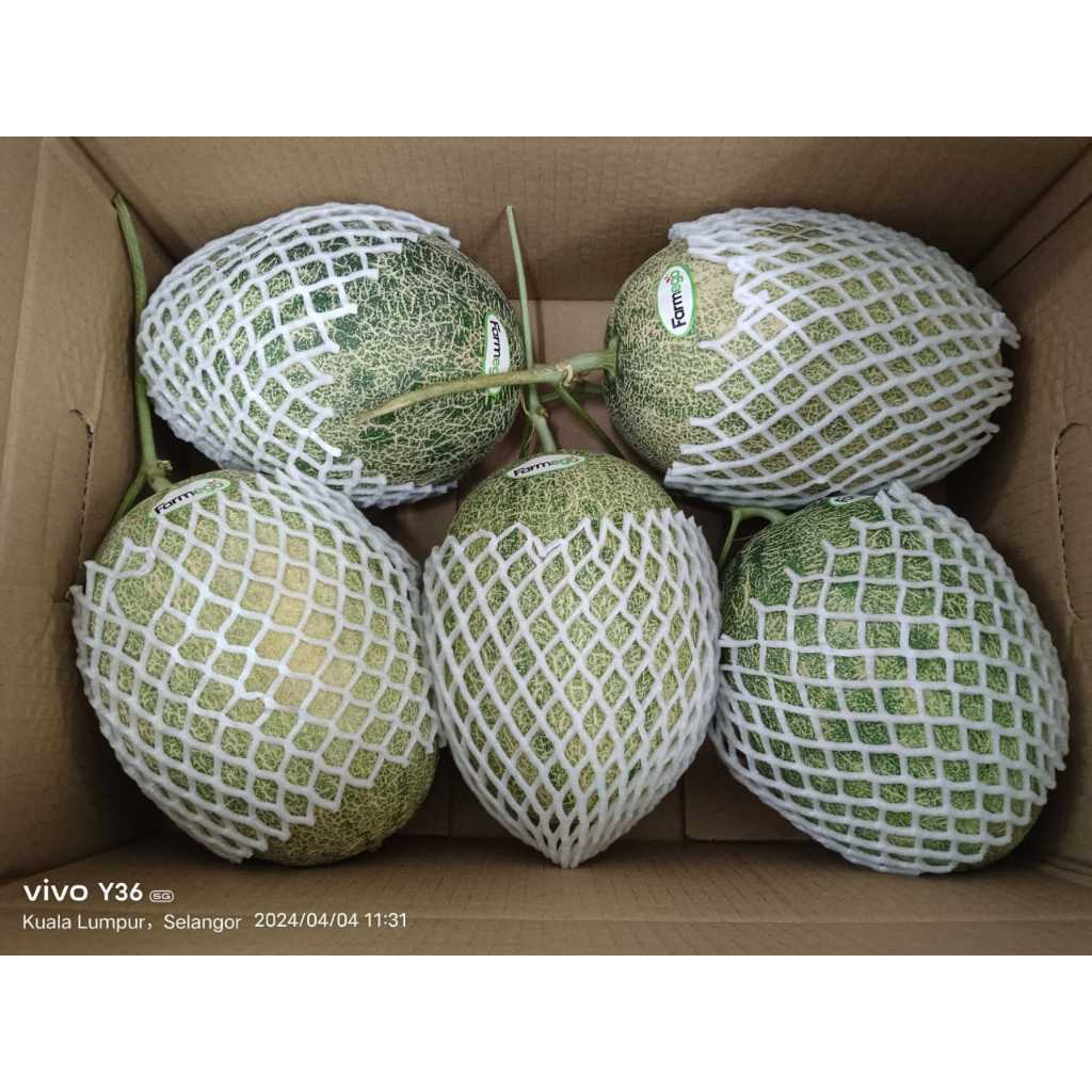 FARMEGO GREEN STONE MELON P+ (1.7KG > 1.99KG) | Shopee Malaysia
