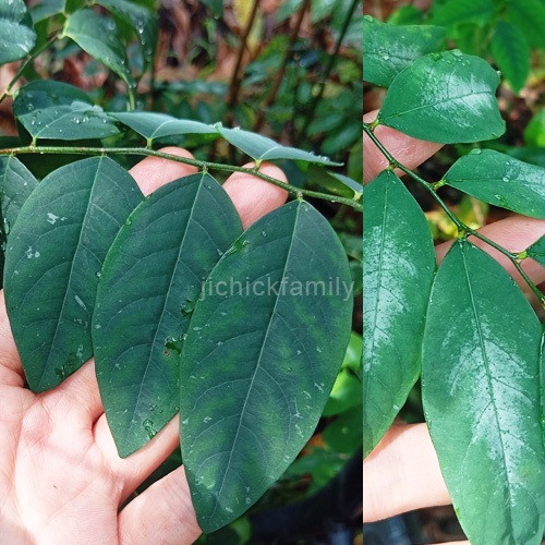 5-7 Keratan Cutting/ Pucuk Manis/Sayur Manis/Cekur Manis/Sauropus ...