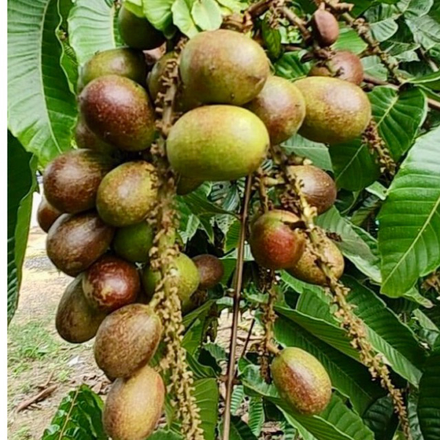 Baja Pokok matoa Buah longan Brazil 1kg (BUAH KRISTAL) | Shopee Malaysia