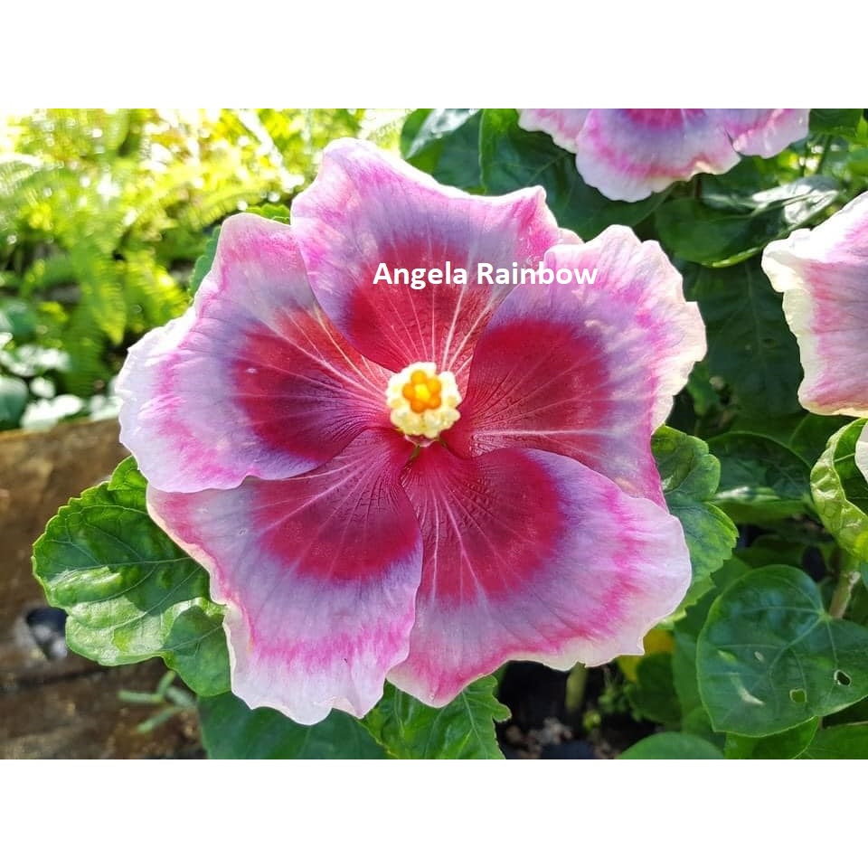 Anak Pokok Bunga Raya/Hibiscus Hibrid/Hybrid Impot Season 3 | Shopee ...
