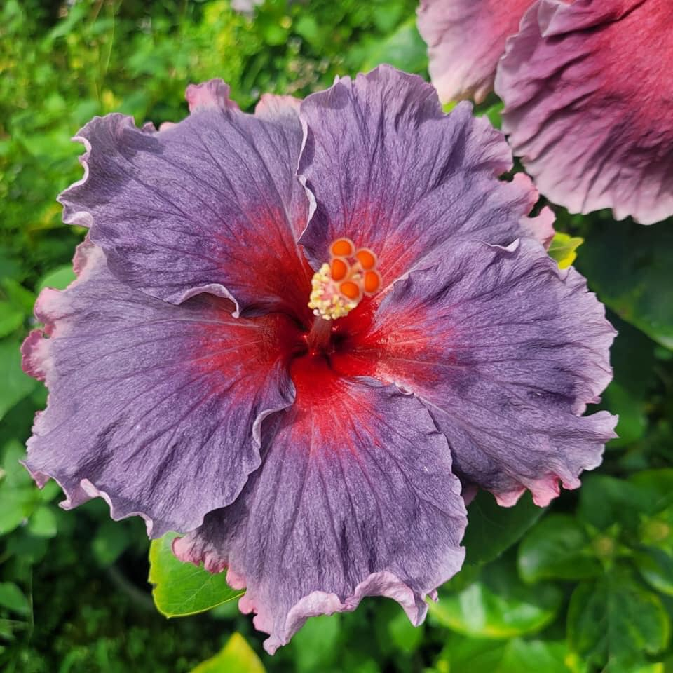 Anak Pokok Bunga Raya/Hibiscus Hibrid/Hybrid Impot Season 1B | Shopee ...