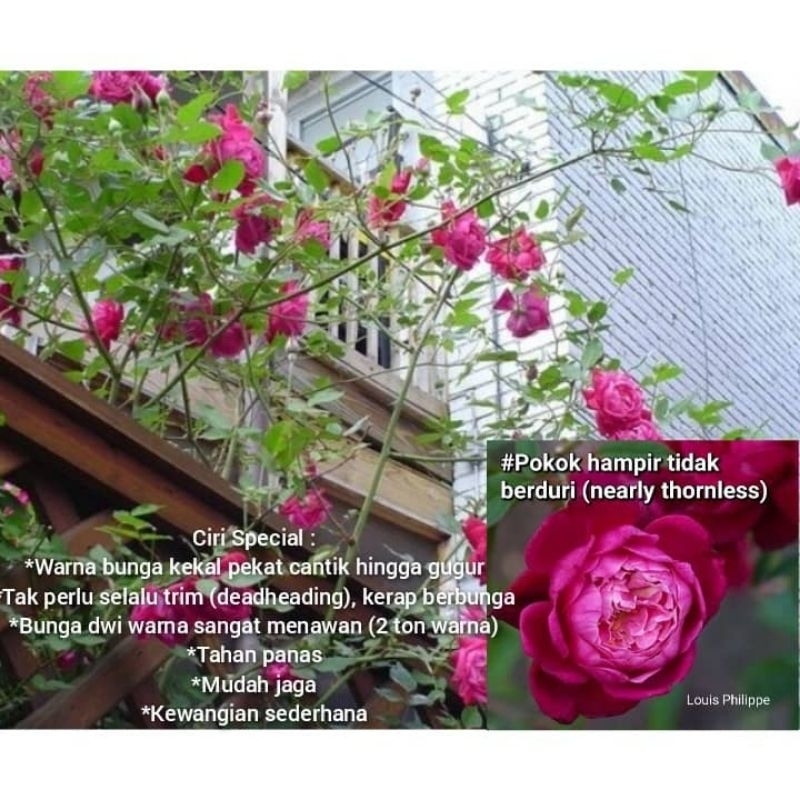 🌹🥀Anak Pokok Ros Mawar Berid Berakar Tahan Panas Ownroot Rose Id Live Plant | Shopee Malaysia