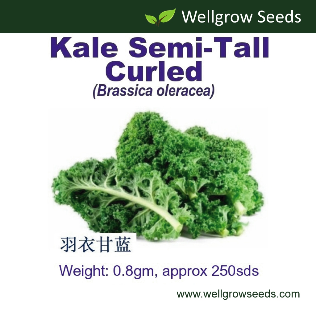 Kale Semi Tall Curled Seeds (0.8gm, ≈250sds) Curly Kale 羽衣甘蓝' Vegetable ...