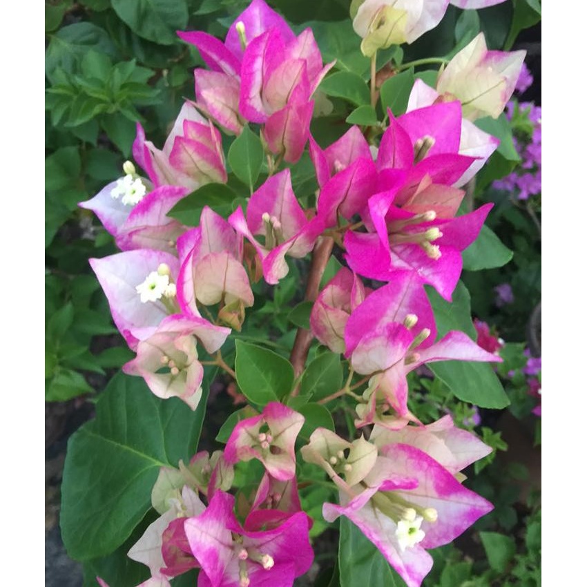 Anak Pokok Bunga Kertas/Bougainvillea Chitra/Citra Pelbagai Jenis ...