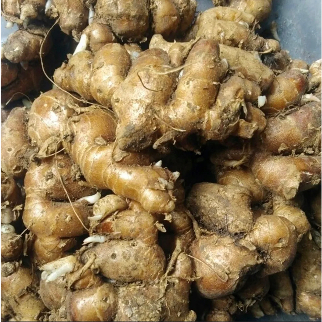 Cekur / Kencur herba tradisional Fresh | Shopee Malaysia