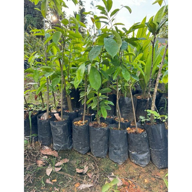 Anak pokok durian belanda | Shopee Malaysia
