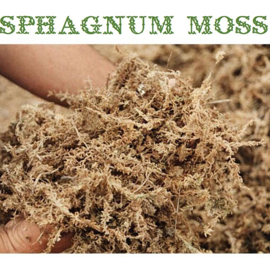 6L @ 12L High Quality Sphagnum Moss Moss Lumut Kering 75g @ 150g Orchid ...