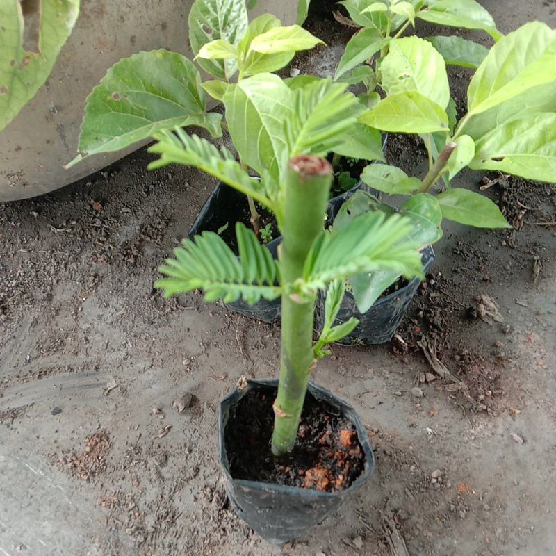 Pokok Turi Putih M size | Shopee Malaysia