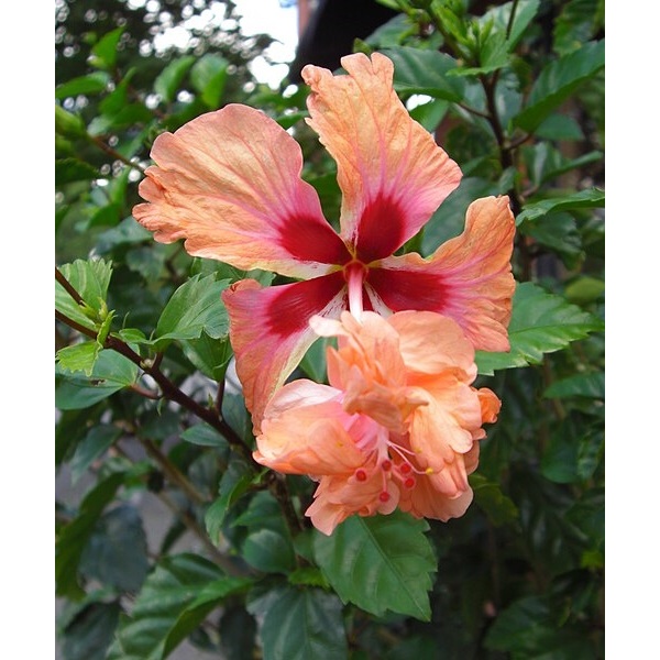 Anak Pokok Bunga Raya El Capitolio Hibiscus | Shopee Malaysia
