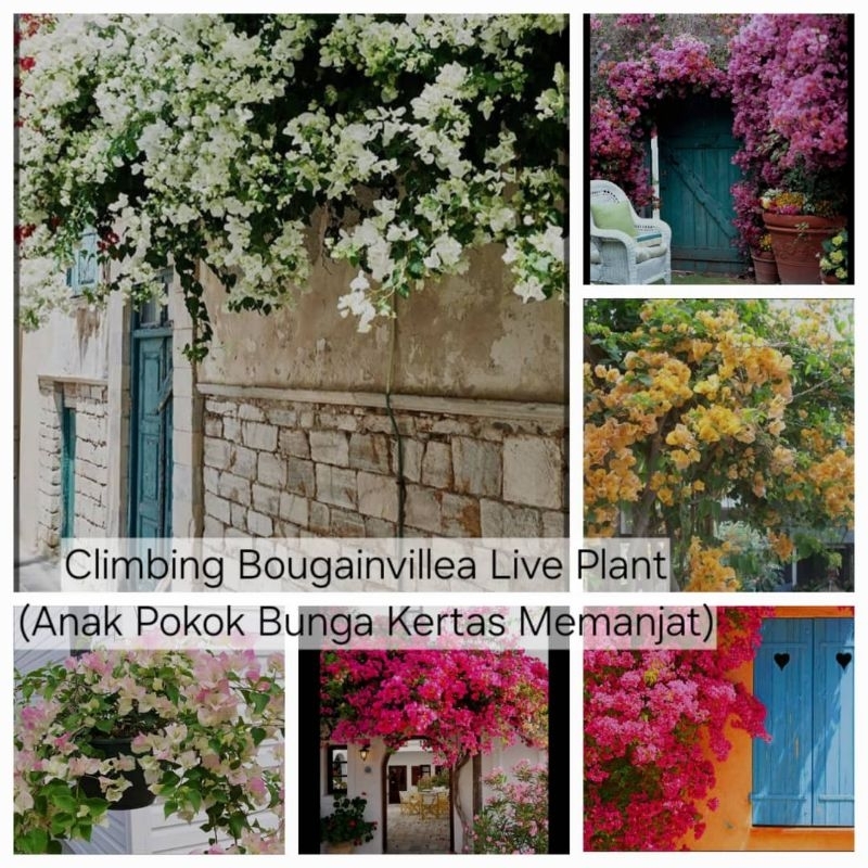 🌸🌱Anak Pokok Hidup Bunga Kertas Memanjat Climbing Bougainvillea ...