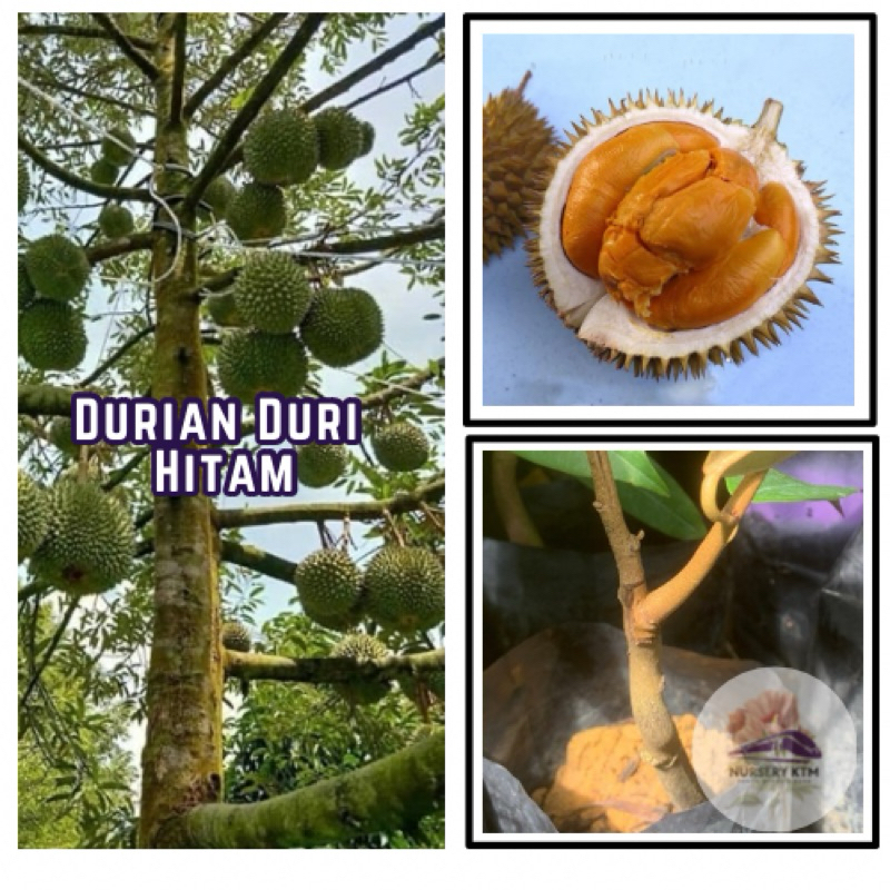 Anak Pokok Durian Duri Hitam / Black Thorn cepat berbuah (hybrid ...