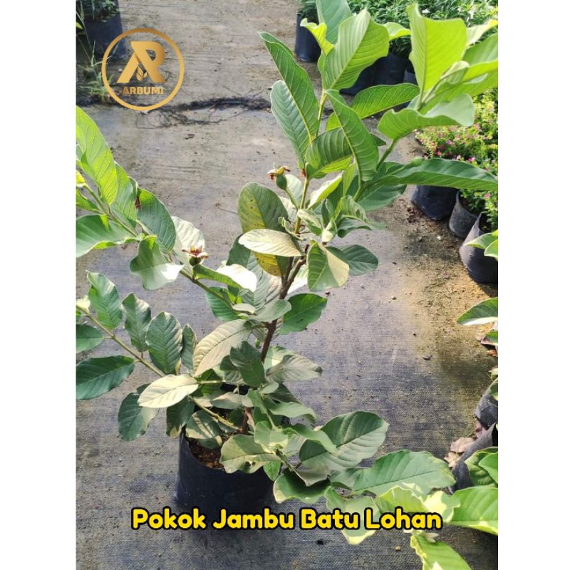 Anak Pokok Jambu LOHAN Hibrid | Shopee Malaysia