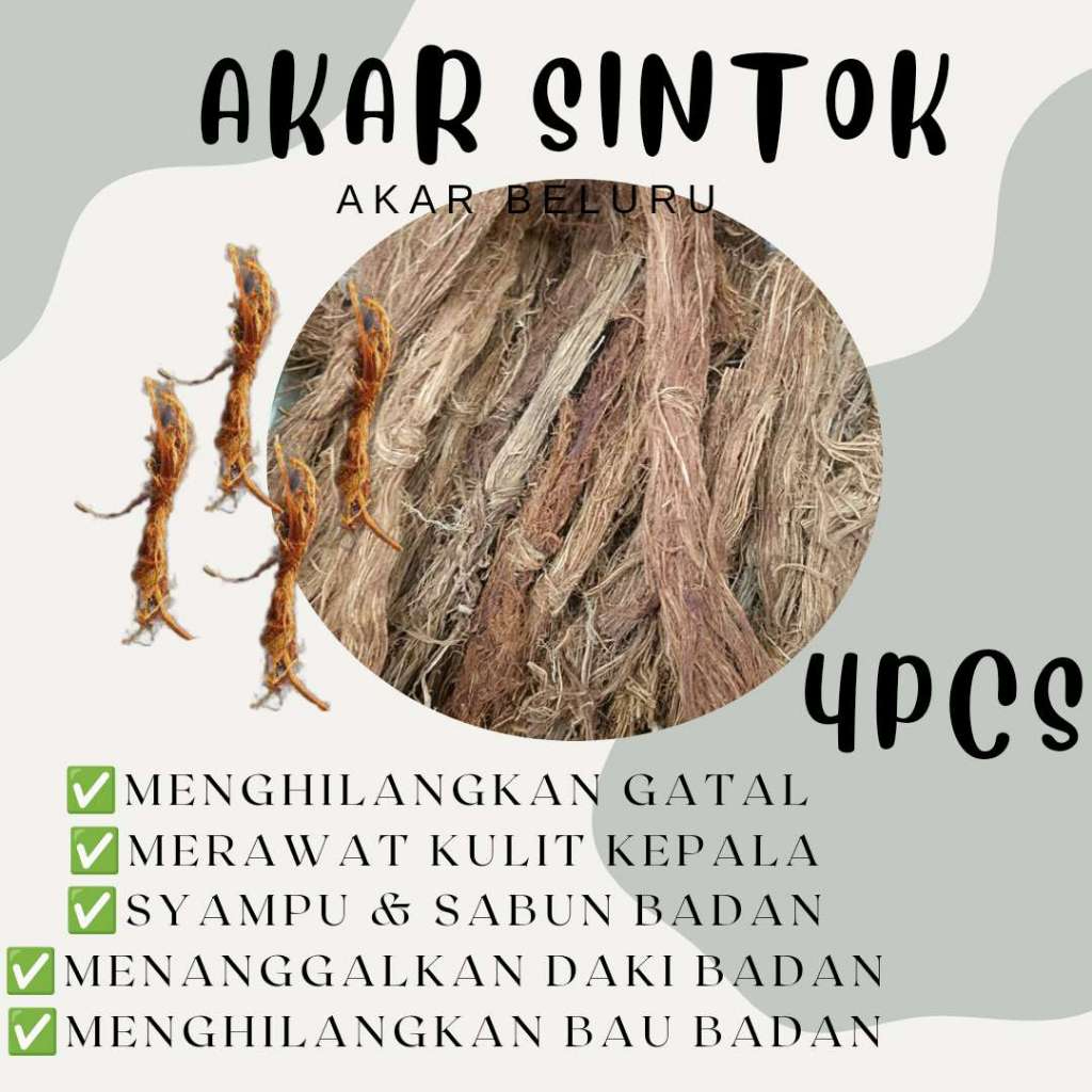 Herbs Akar Kayu Sintok/Akar Beluru Herba Tradisional Local Herbs 4 ikat ...