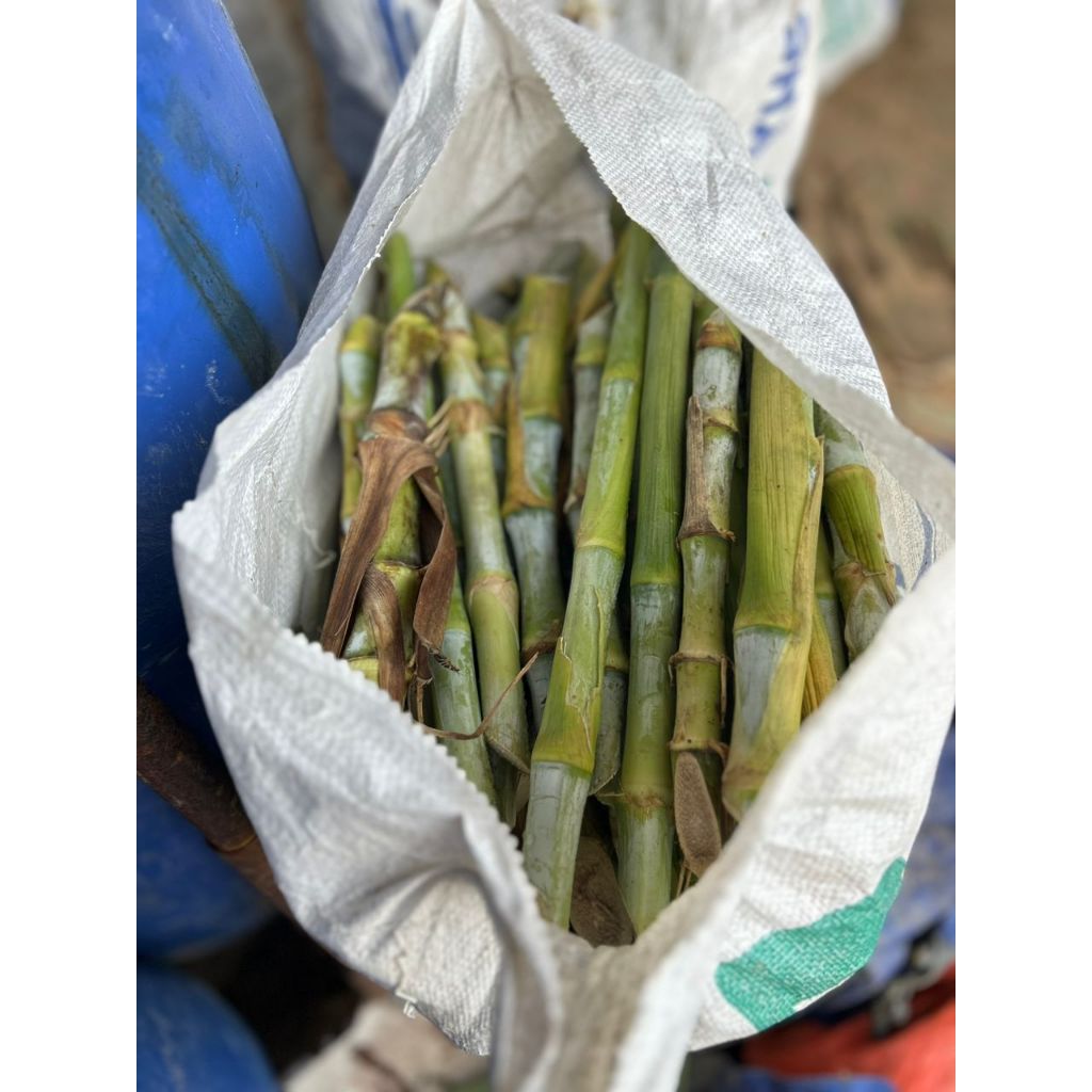 benih rumput napier pakchong rm3.00 (1kilo) | Shopee Malaysia
