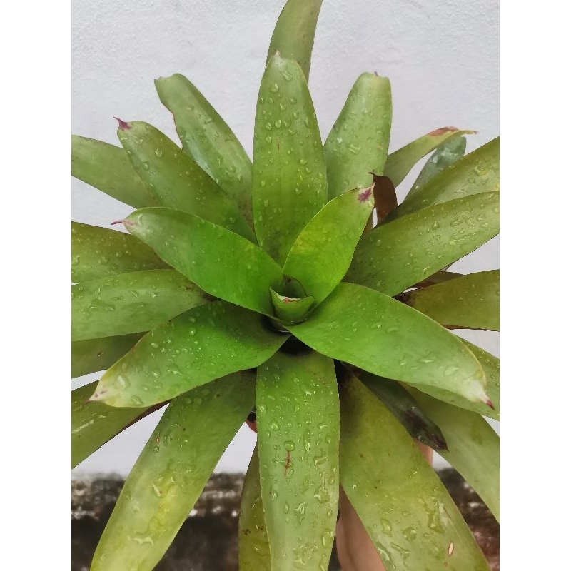 🔥🔥Vriesea Saundersii x Vagans 🔥🔥 | Shopee Malaysia