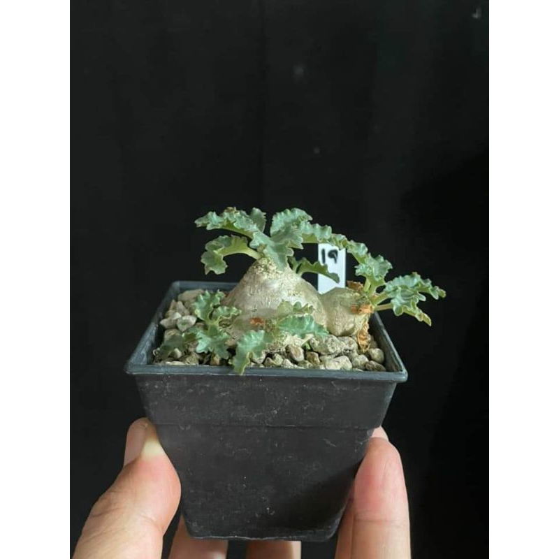 Dorstenia lavrani dwarf hybrid nice plants succulent | Shopee Malaysia