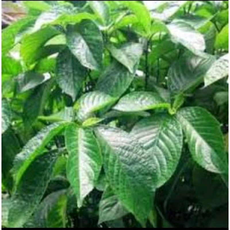 Daun Pecah Kaca atau Beling(60 Helai) | Shopee Malaysia